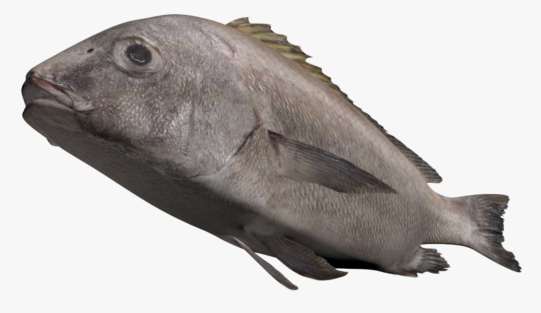 3D Saltwater Fish Collection 28 - TurboSquid 1837876