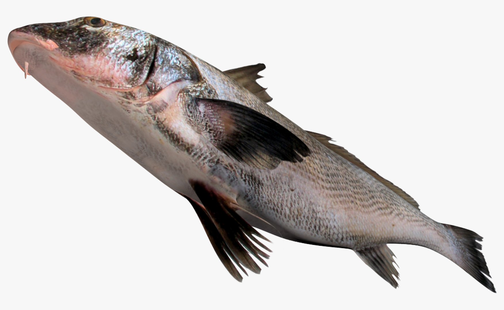 3D Saltwater Fish Collection 28 - TurboSquid 1837876