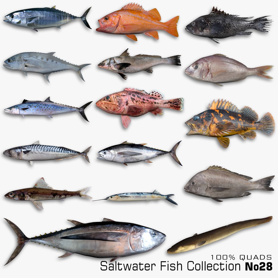 3D Saltwater Fish Collection 28 - TurboSquid 1837876