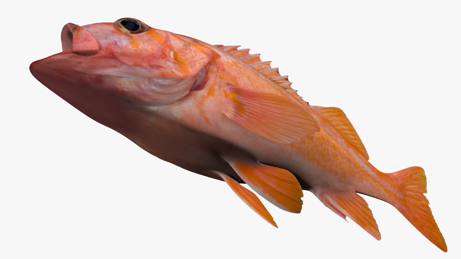 3D Saltwater Fish Collection 28 - TurboSquid 1837876