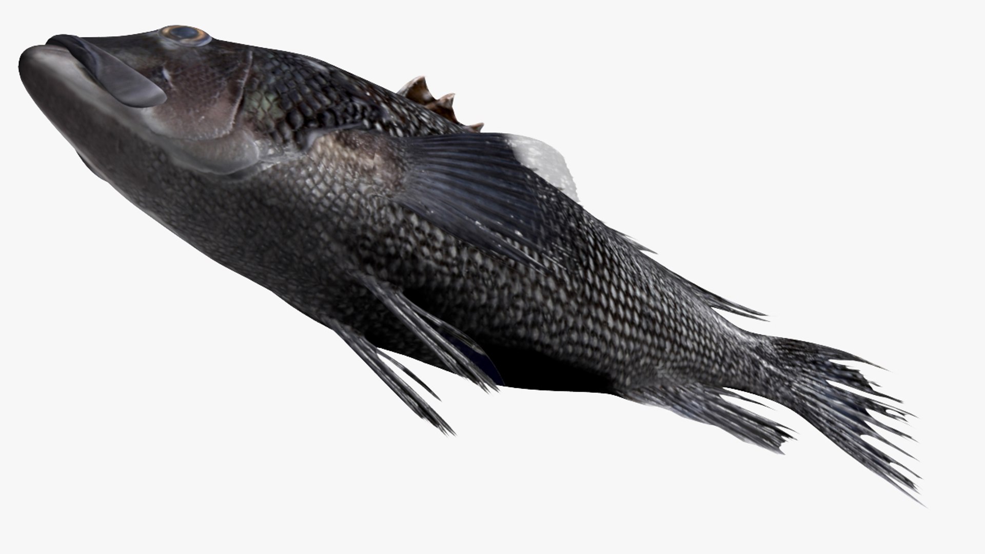 3D Saltwater Fish Collection 28 - TurboSquid 1837876