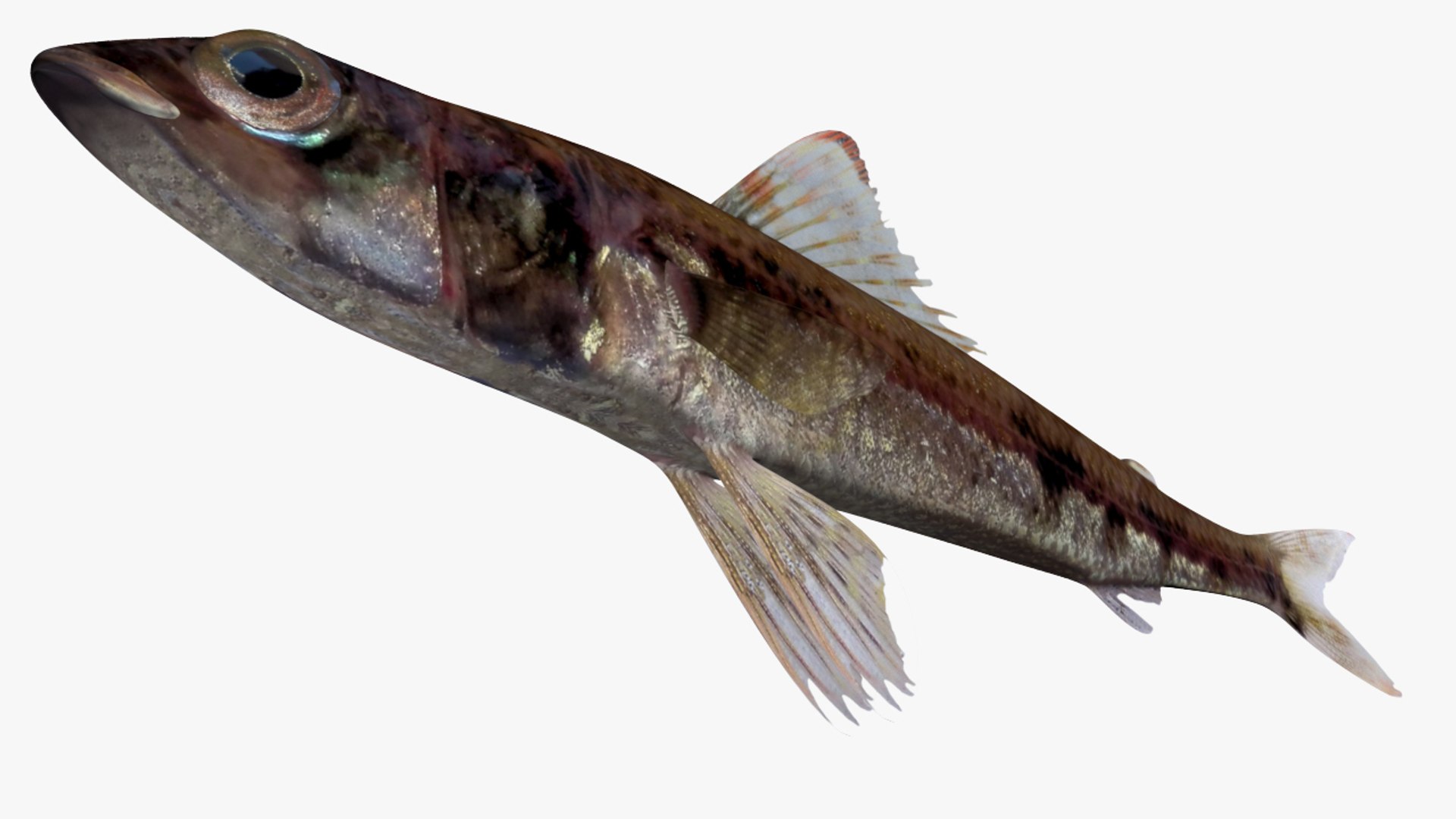 3D Saltwater Fish Collection 28 - TurboSquid 1837876