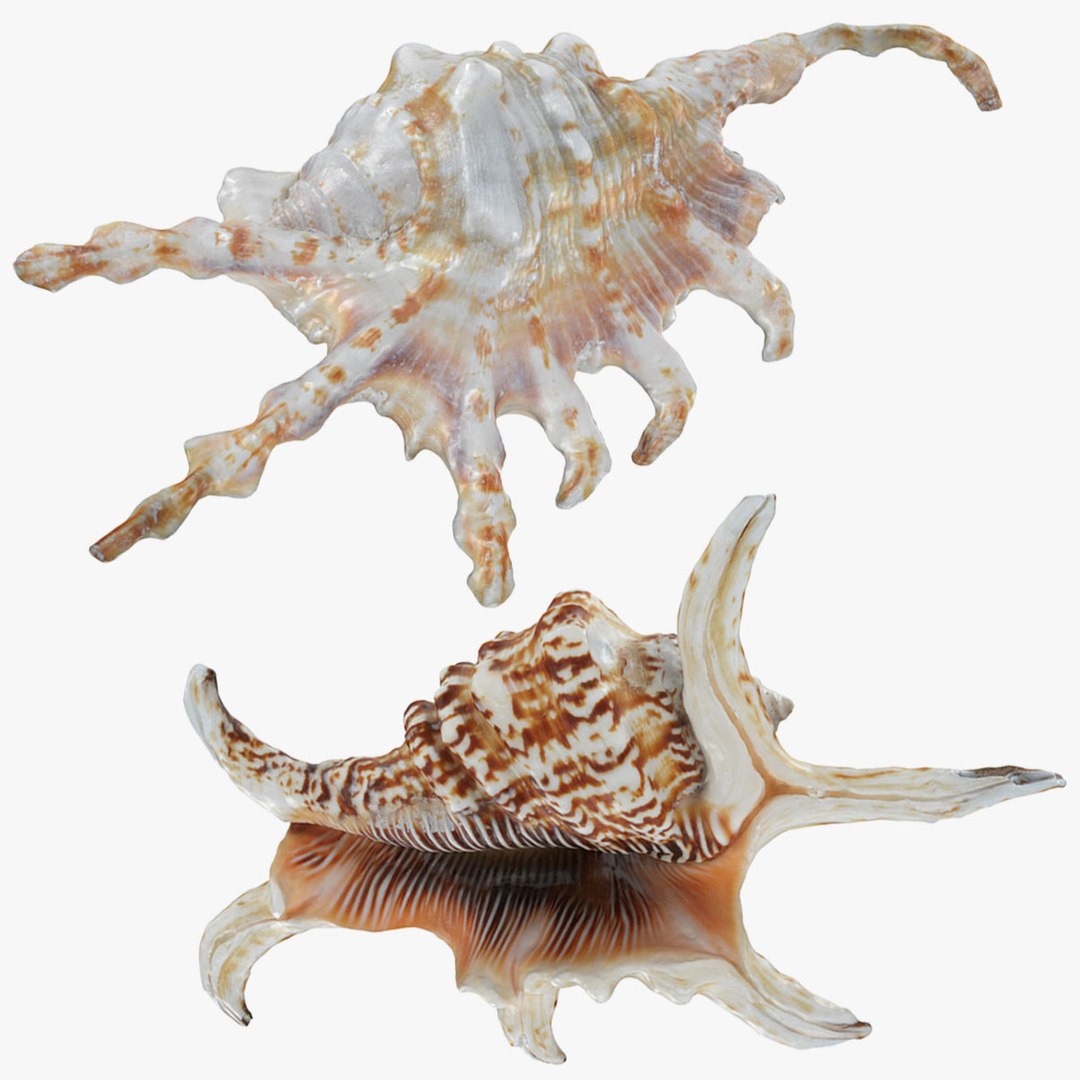 Lambis Collection Model - TurboSquid 2237435