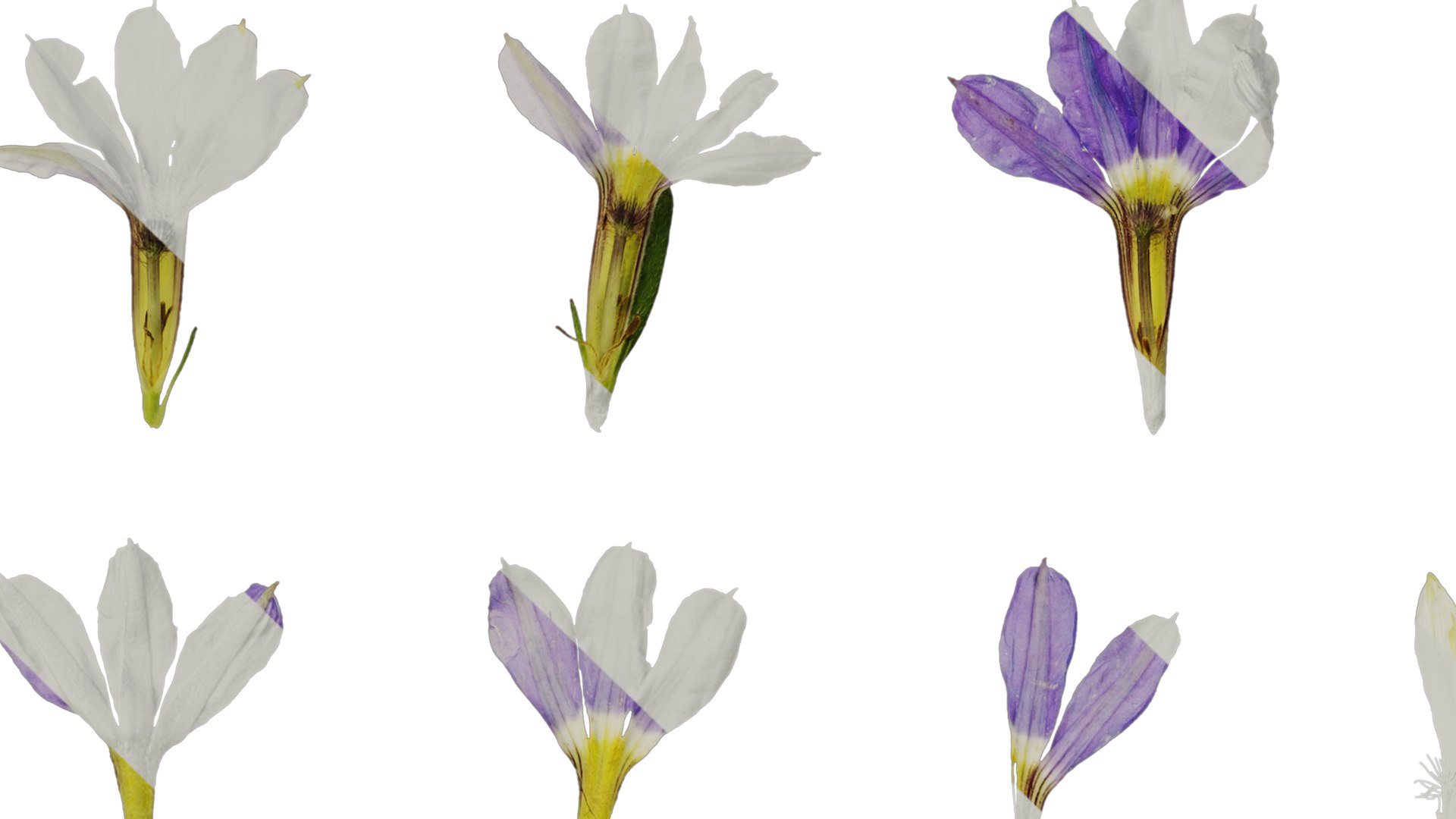 Anydrafts Scaevola Aemula Atlas 01 Textures 3D Model - TurboSquid 2359078