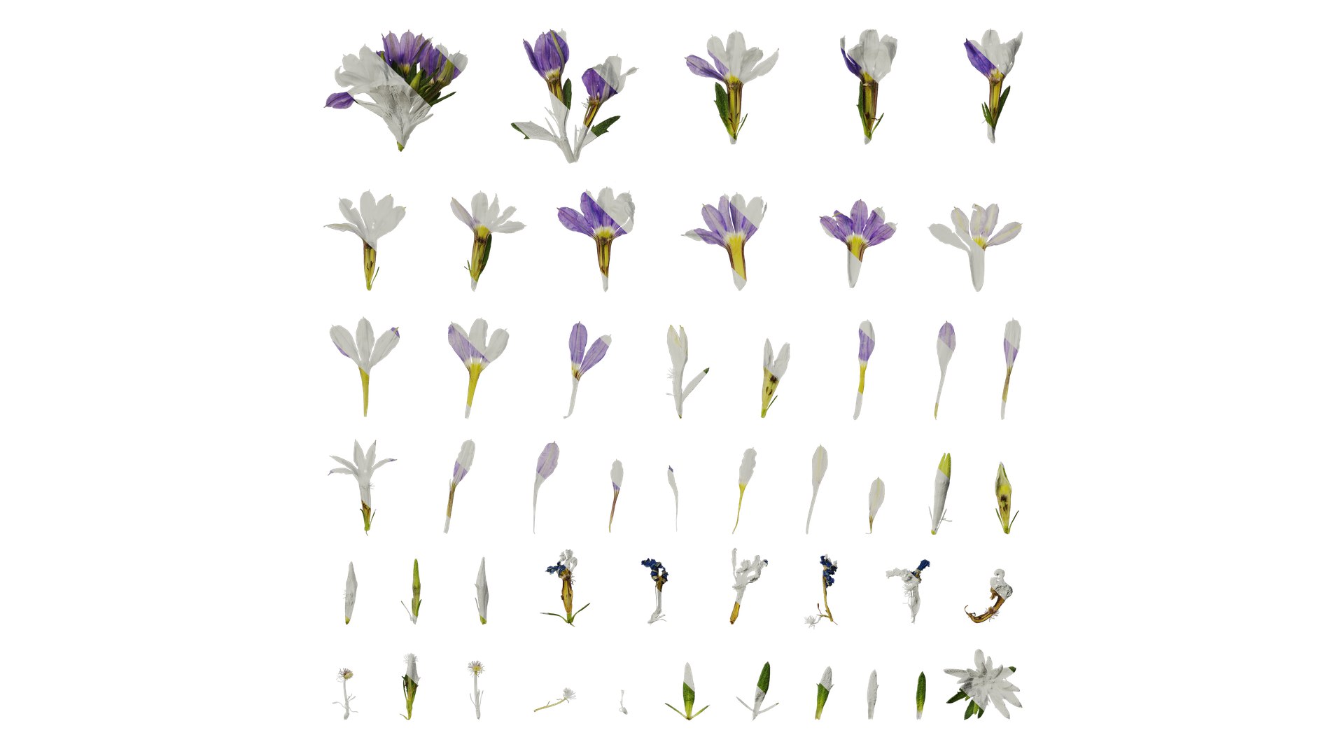 Anydrafts Scaevola Aemula Atlas 01 Textures 3D Model - TurboSquid 2359078