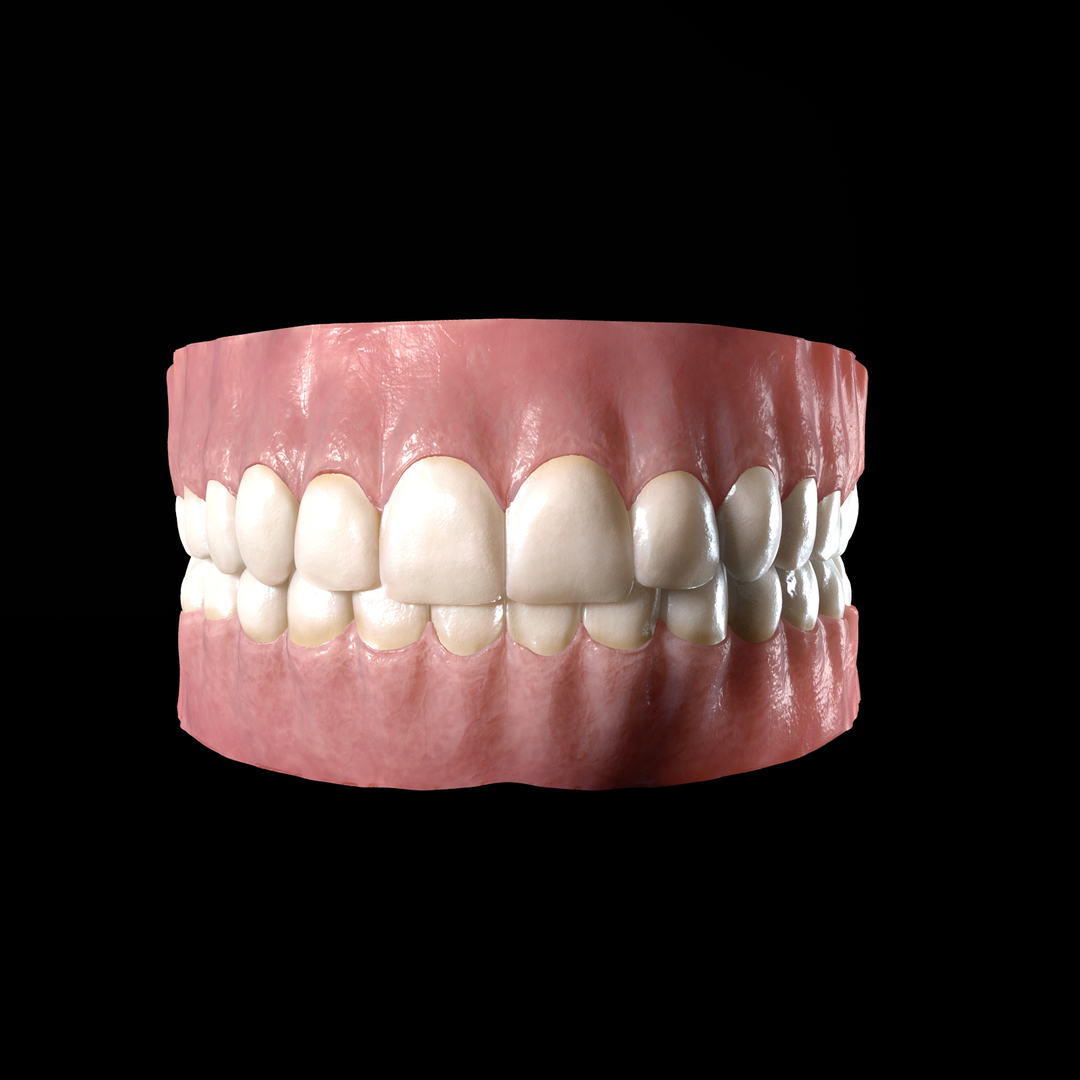 realistic human teeth 3d model