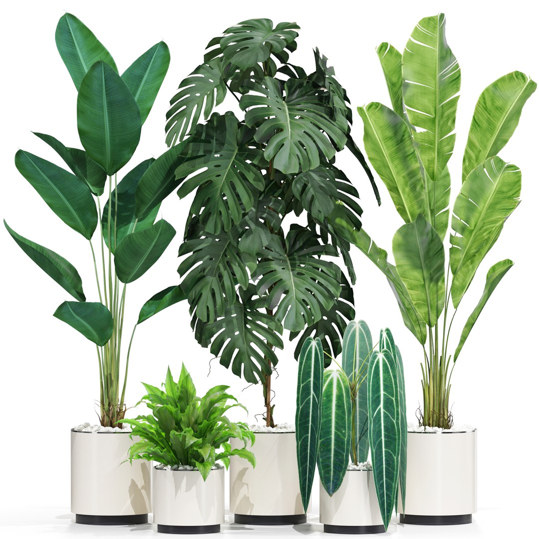 3D Plants Collection 601 Model - TurboSquid 1860499