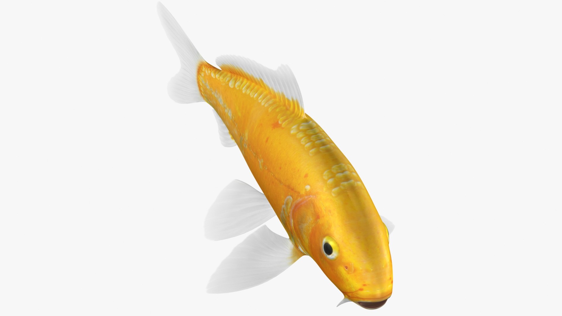 Kigoi Koi Fish Rigged 3D Model - TurboSquid 1504765