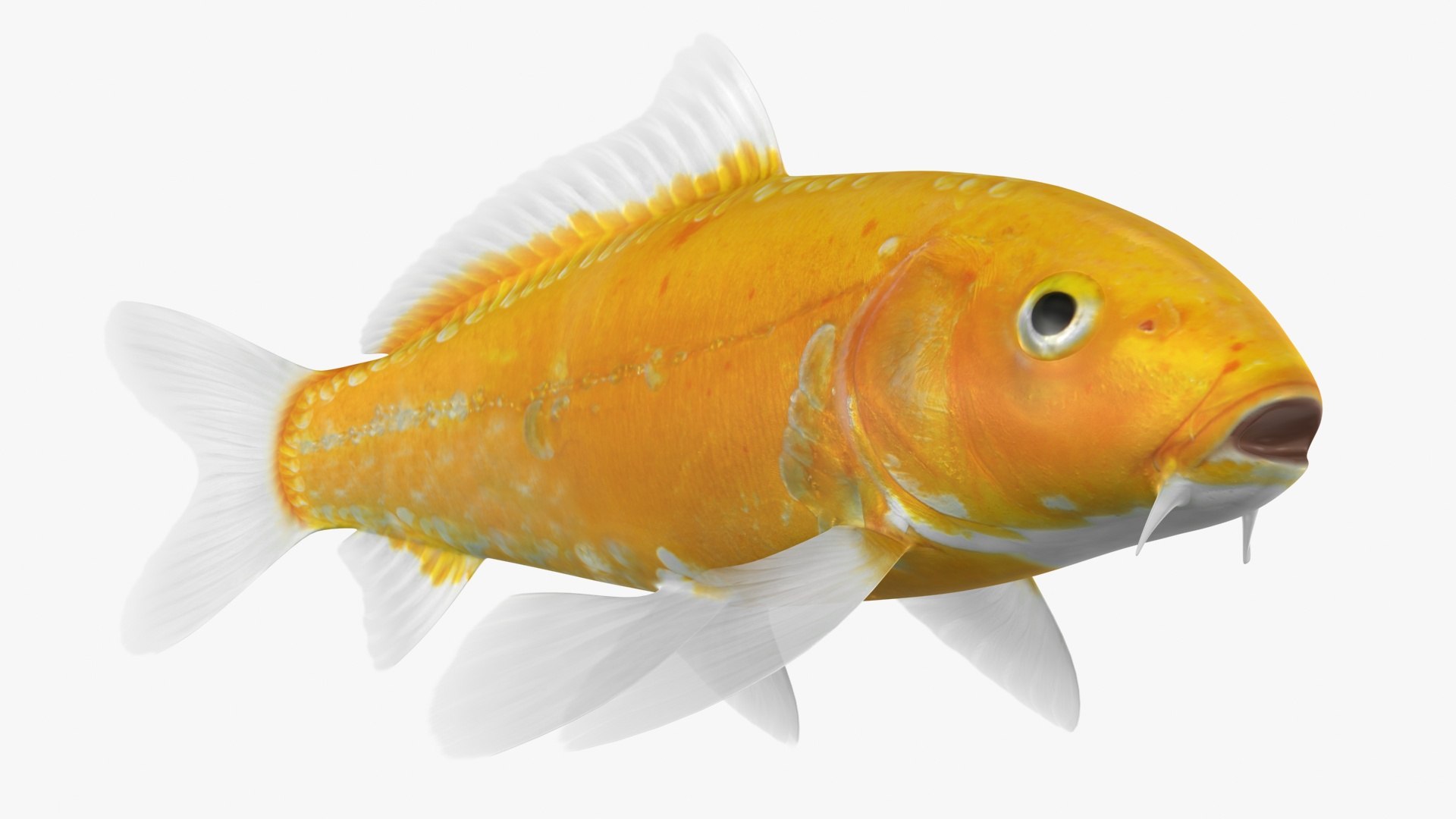 Kigoi Koi Fish Rigged 3D Model - TurboSquid 1504765