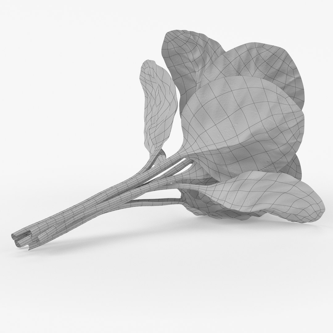 C4d Realistic Spinach Real