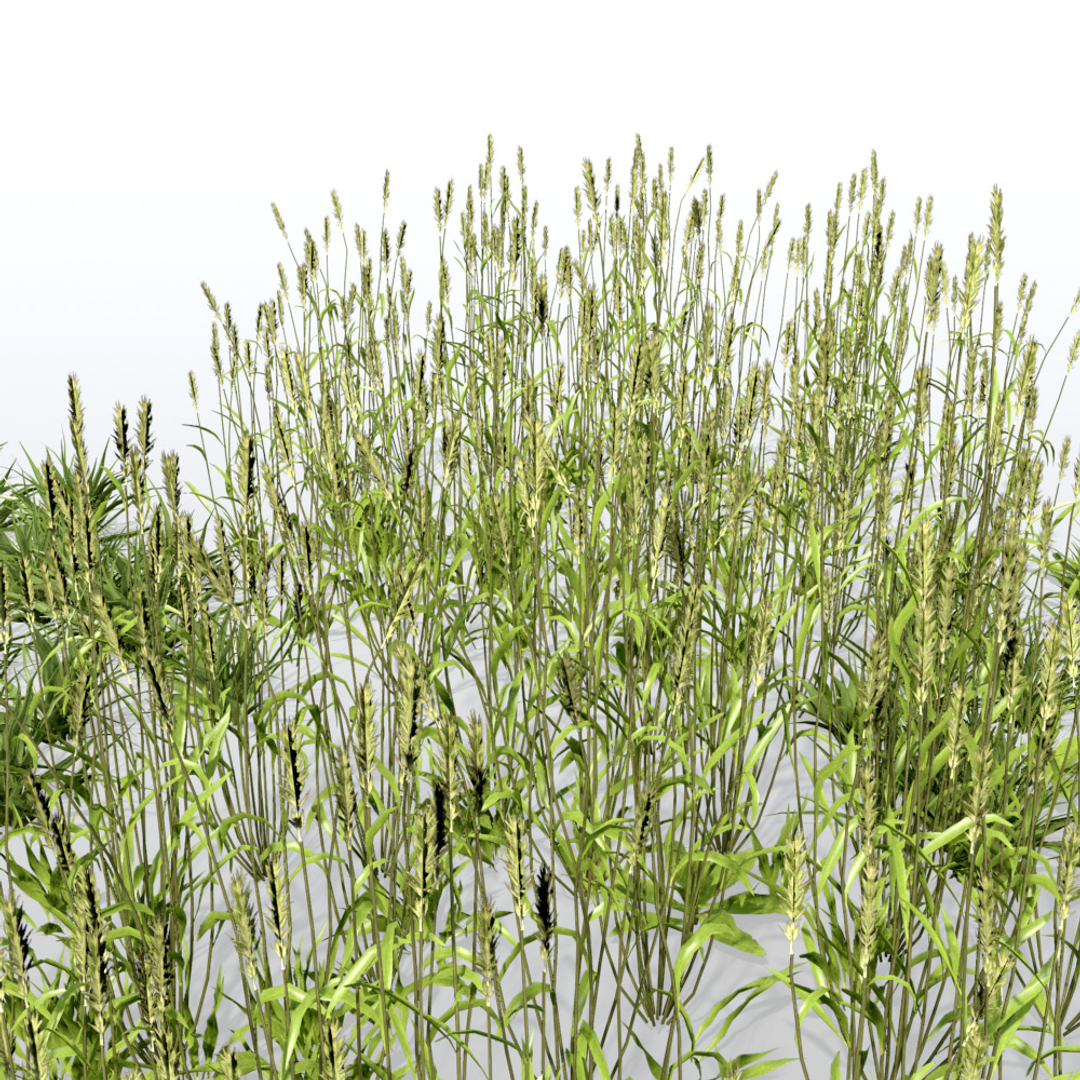 3d grass natural model