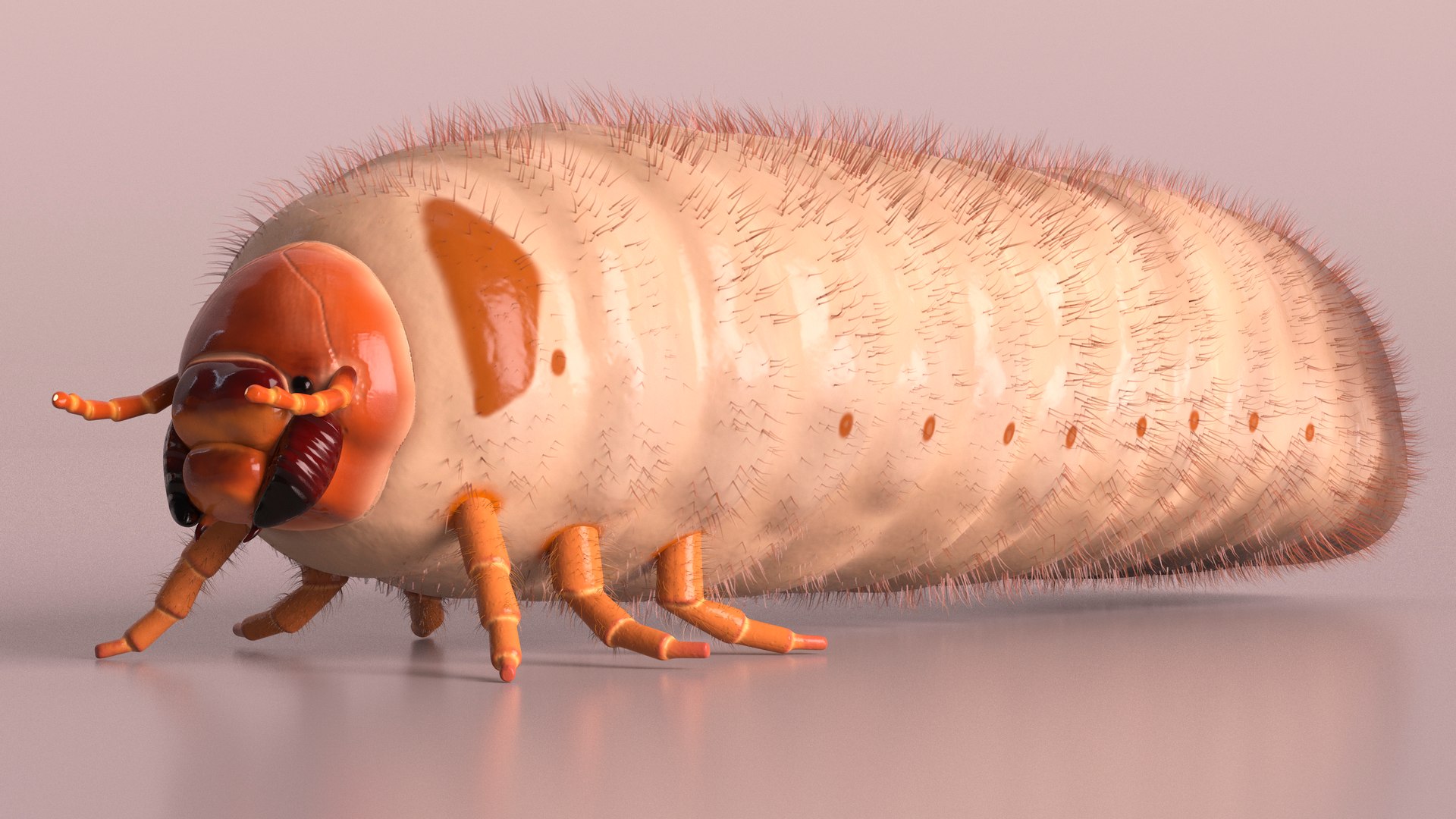 Maggot May Bug Fur 3D - TurboSquid 2164627