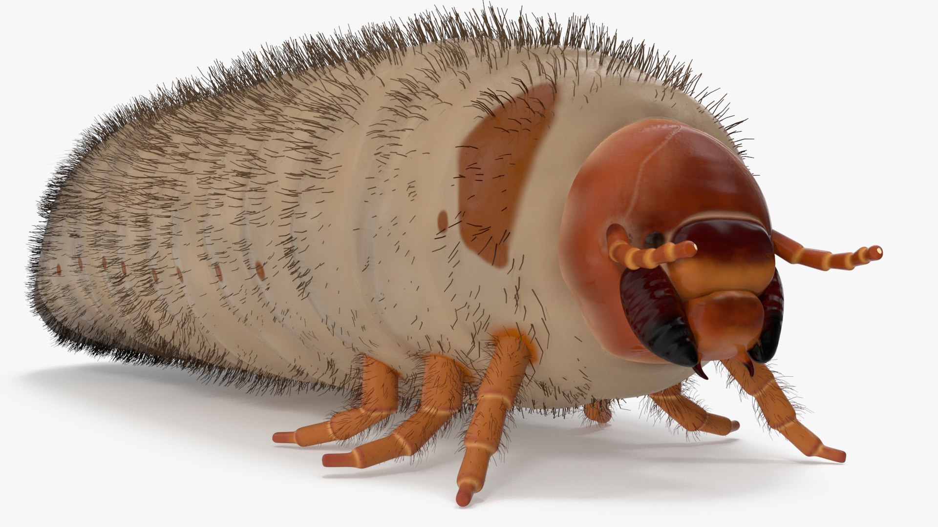 Maggot May Bug Fur 3D - TurboSquid 2164627