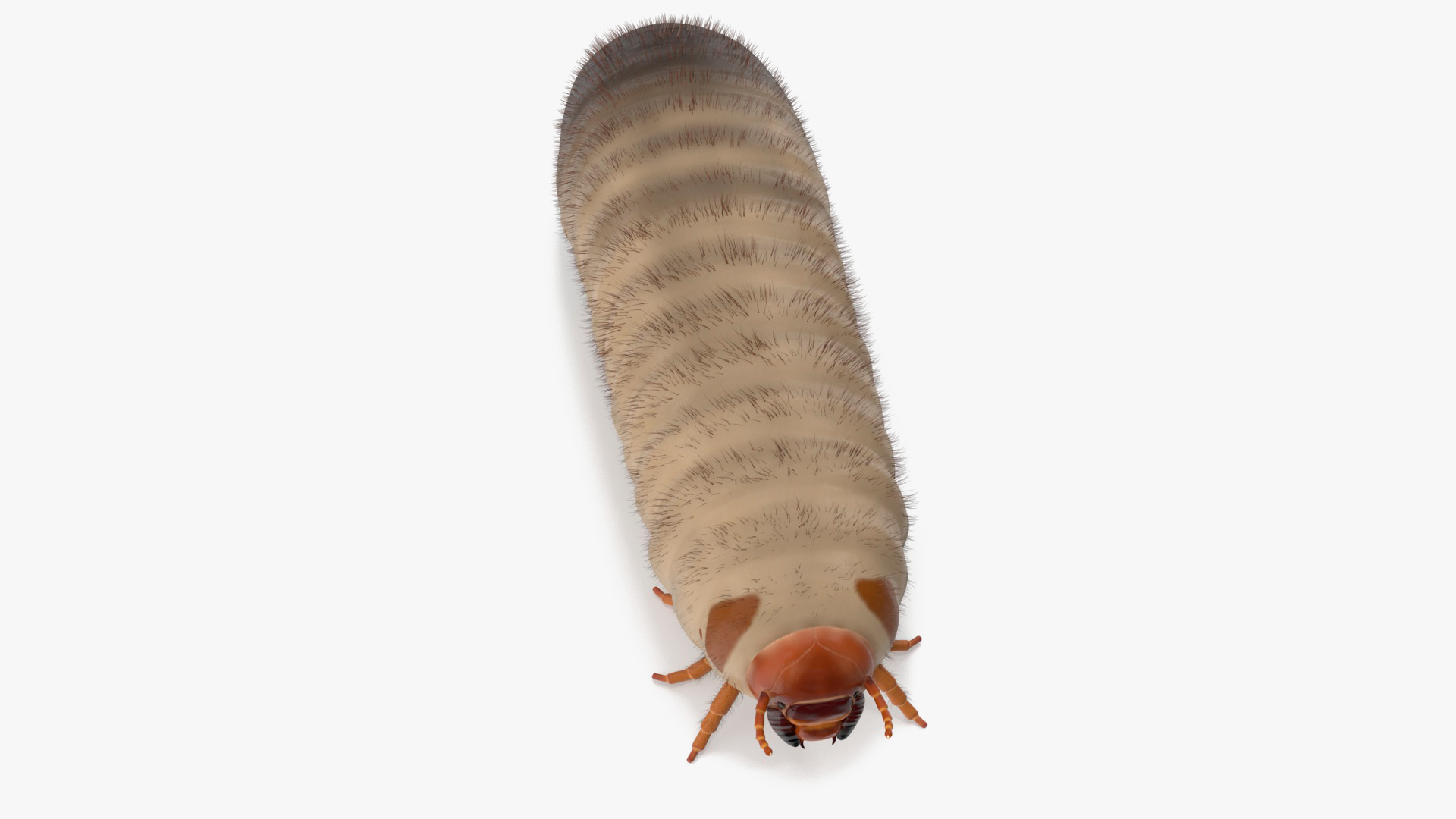 Maggot May Bug Fur 3D - TurboSquid 2164627