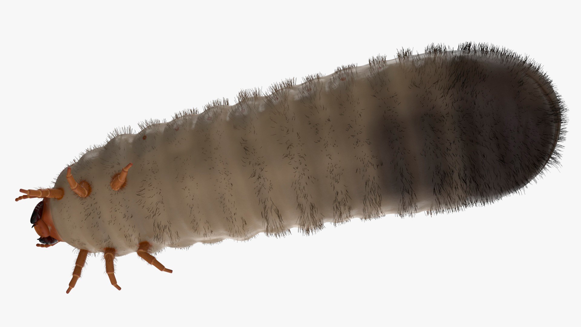 Maggot May Bug Fur 3D - TurboSquid 2164627