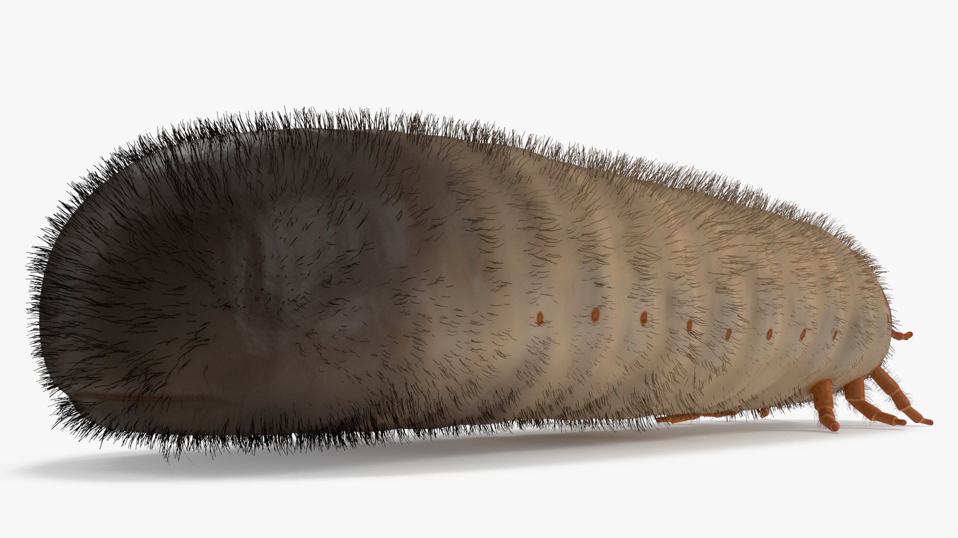 Maggot May Bug Fur 3D - TurboSquid 2164627