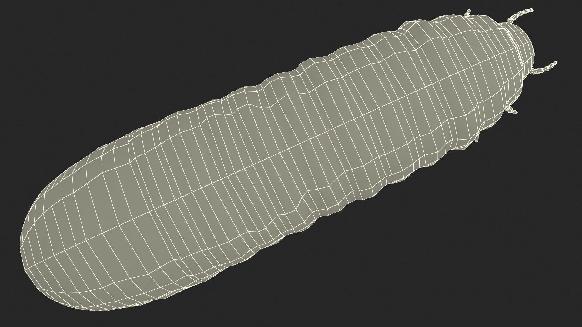 Maggot May Bug Fur 3D - TurboSquid 2164627