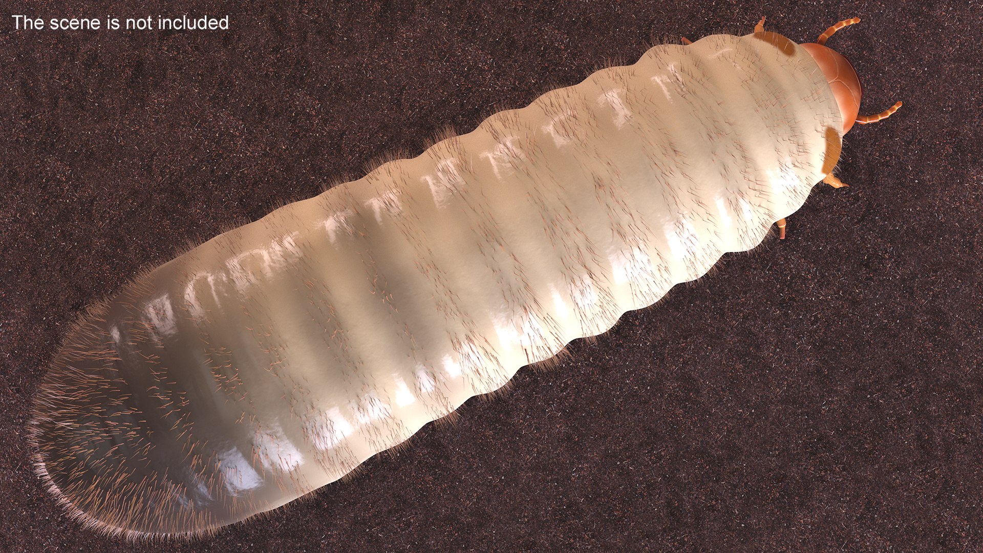 Maggot May Bug Fur 3D - TurboSquid 2164627