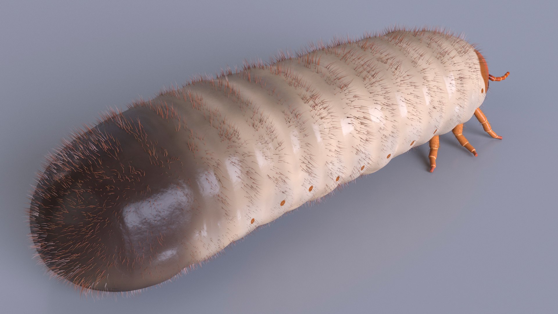 Maggot May Bug Fur 3D - TurboSquid 2164627