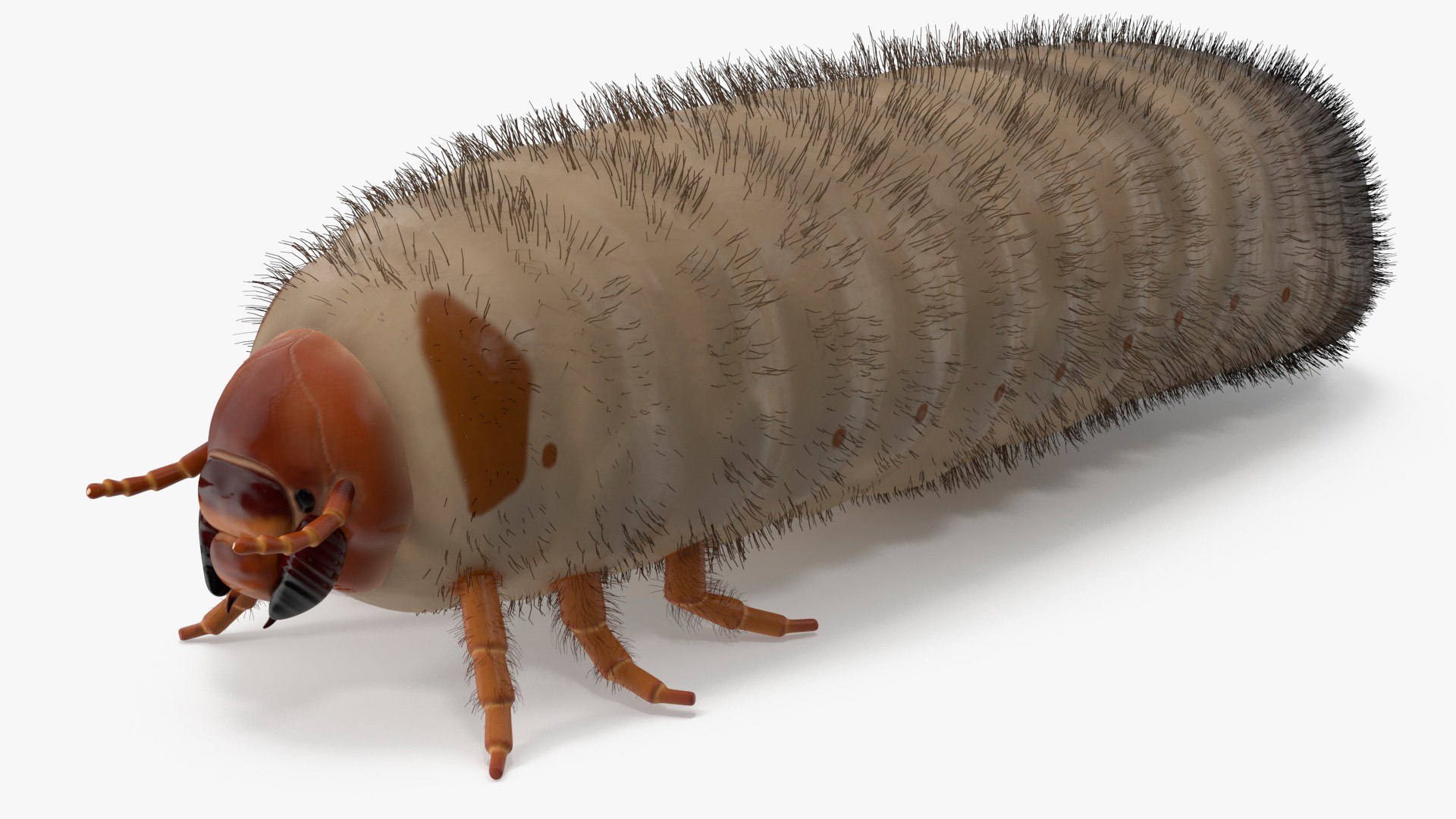 Maggot May Bug Fur 3D - TurboSquid 2164627