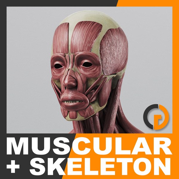 max realistic anatomy skeleton muscles
