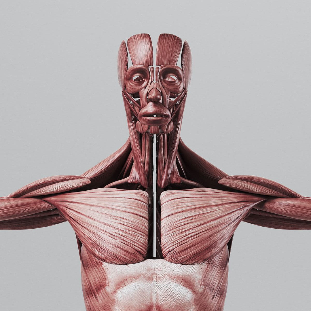 modèle 3D de Système musculaire humain et squelette - Anatomie ...