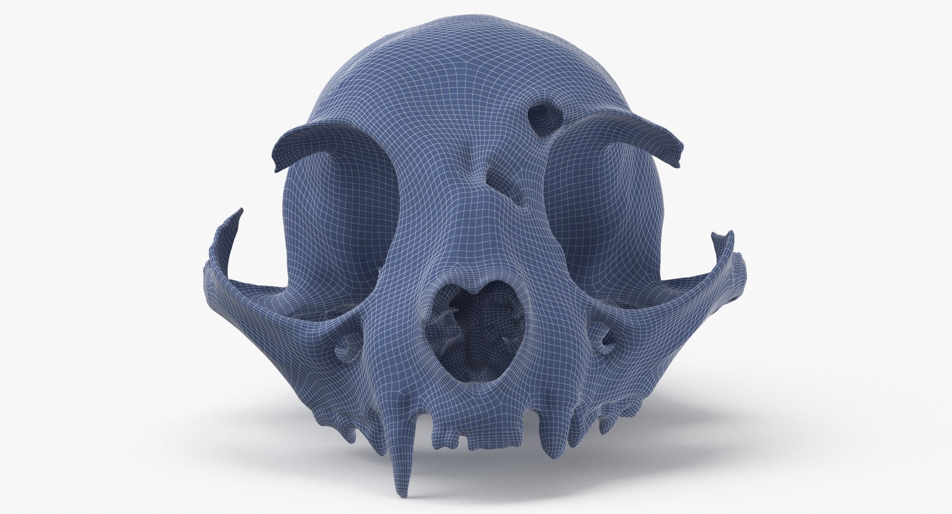 3D Model Domestic Cat Skull With Bullet Wound 01 - TurboSquid 1984899