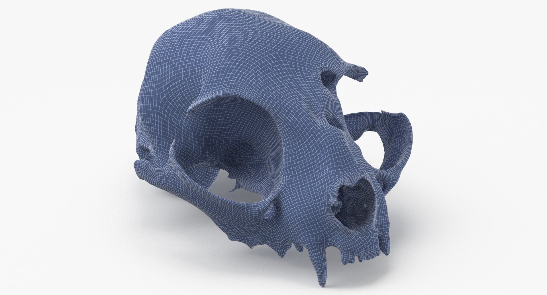 3D Model Domestic Cat Skull With Bullet Wound 01 - TurboSquid 1984899