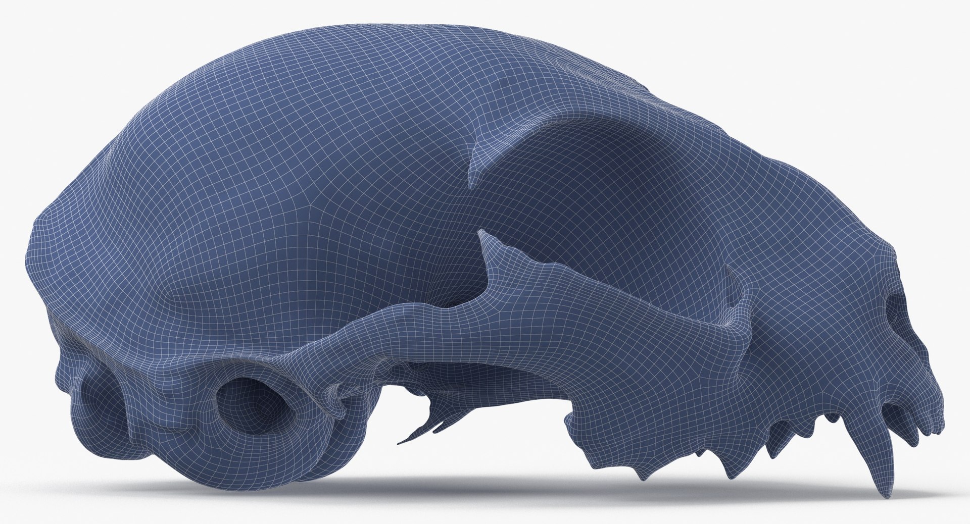 3D model Domestic Cat Skull With Bullet Wound 01 - TurboSquid 1984899