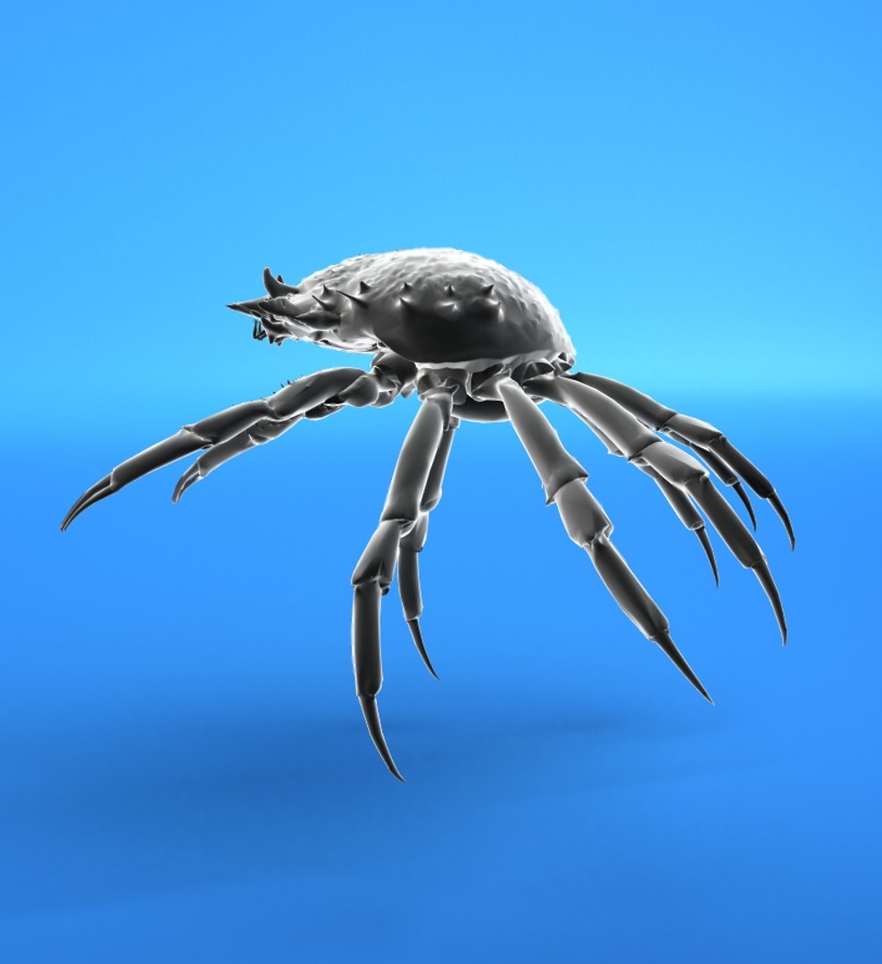 maya prawn crab