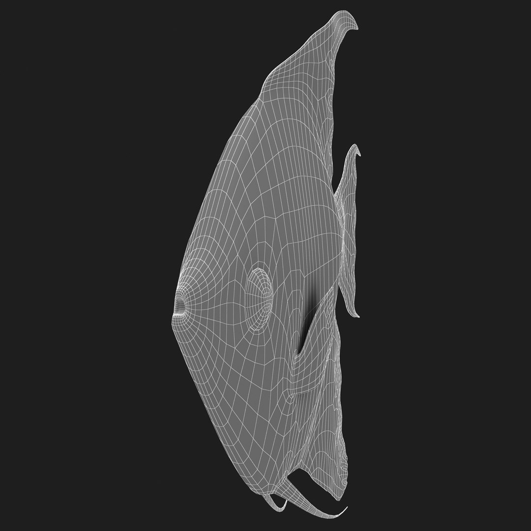 angelfish scanline 3d model