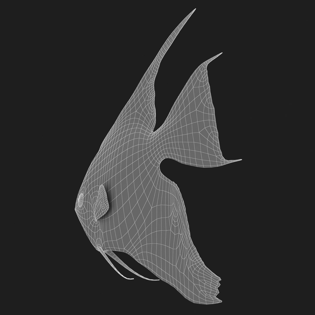 angelfish scanline 3d model