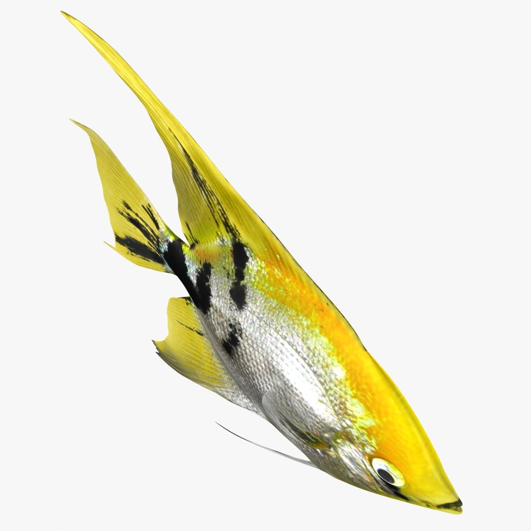 angelfish scanline 3d model