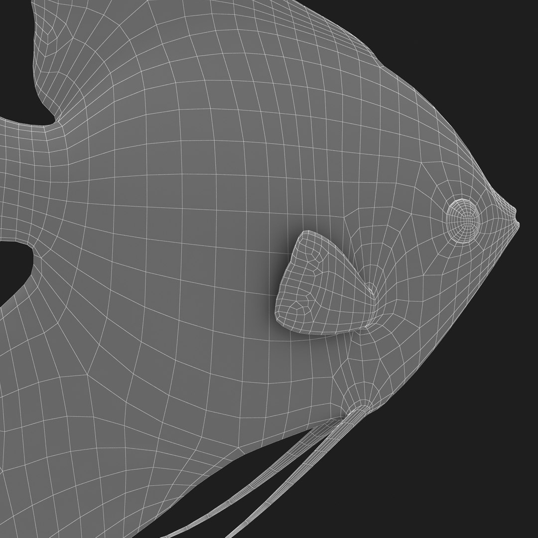 angelfish scanline 3d model