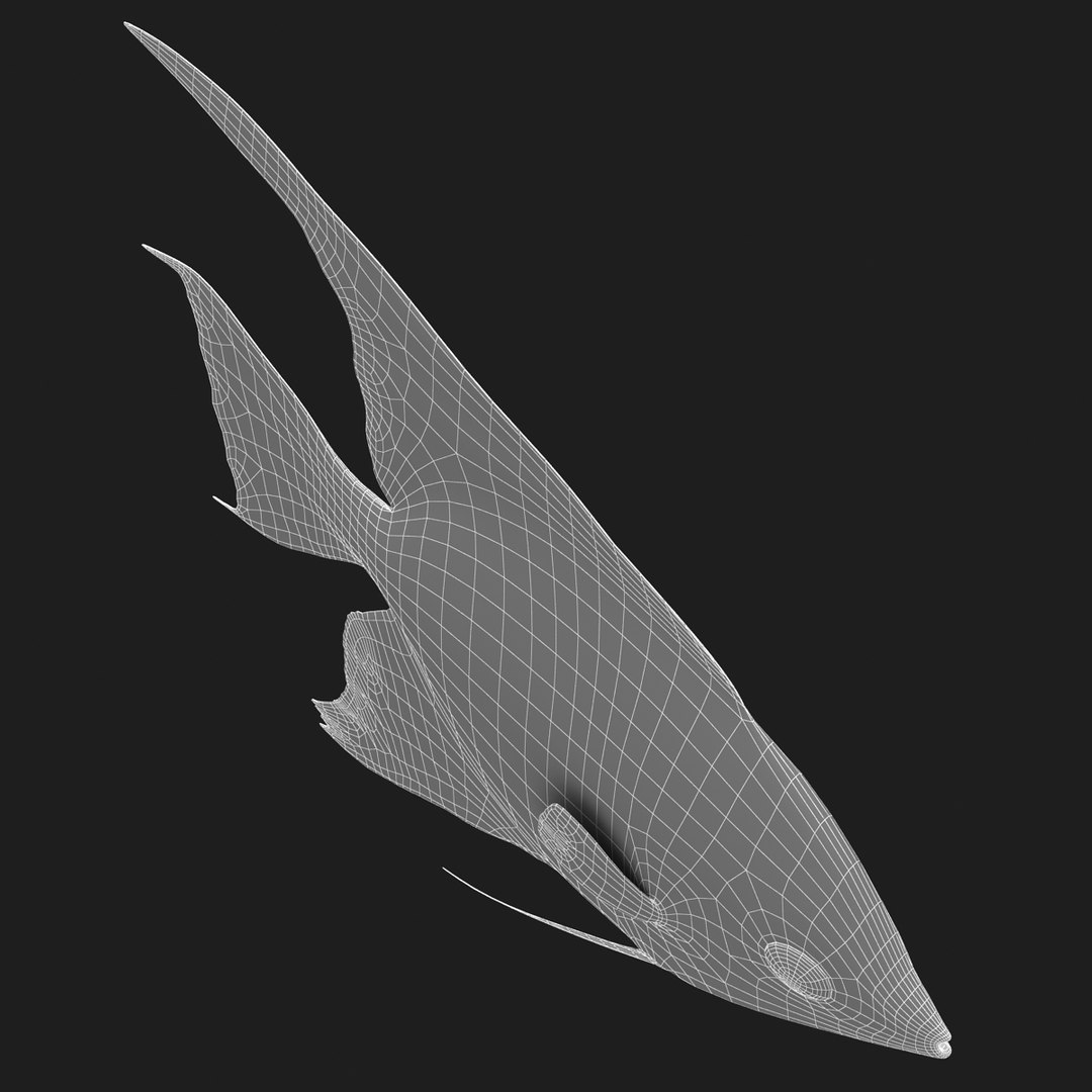 angelfish scanline 3d model