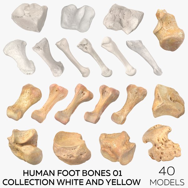 Bone 3D Models for Download | TurboSquid