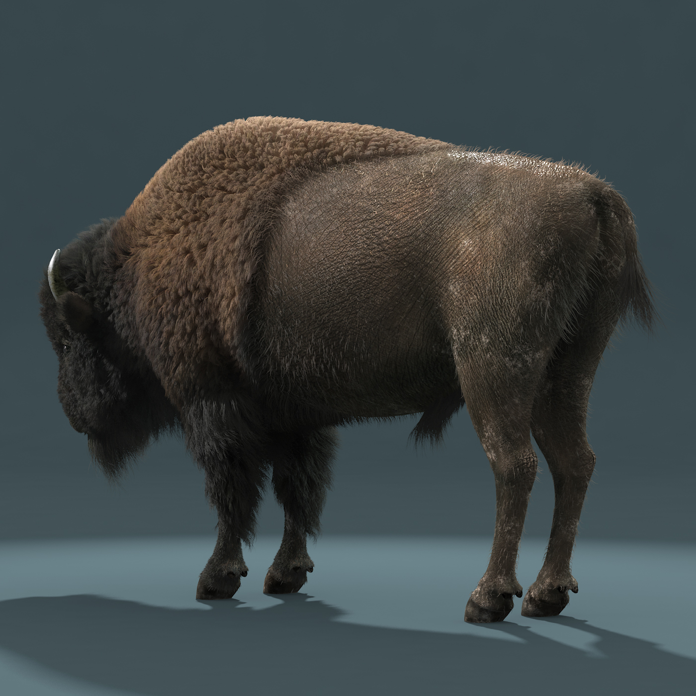 american bison fur animation 3d max