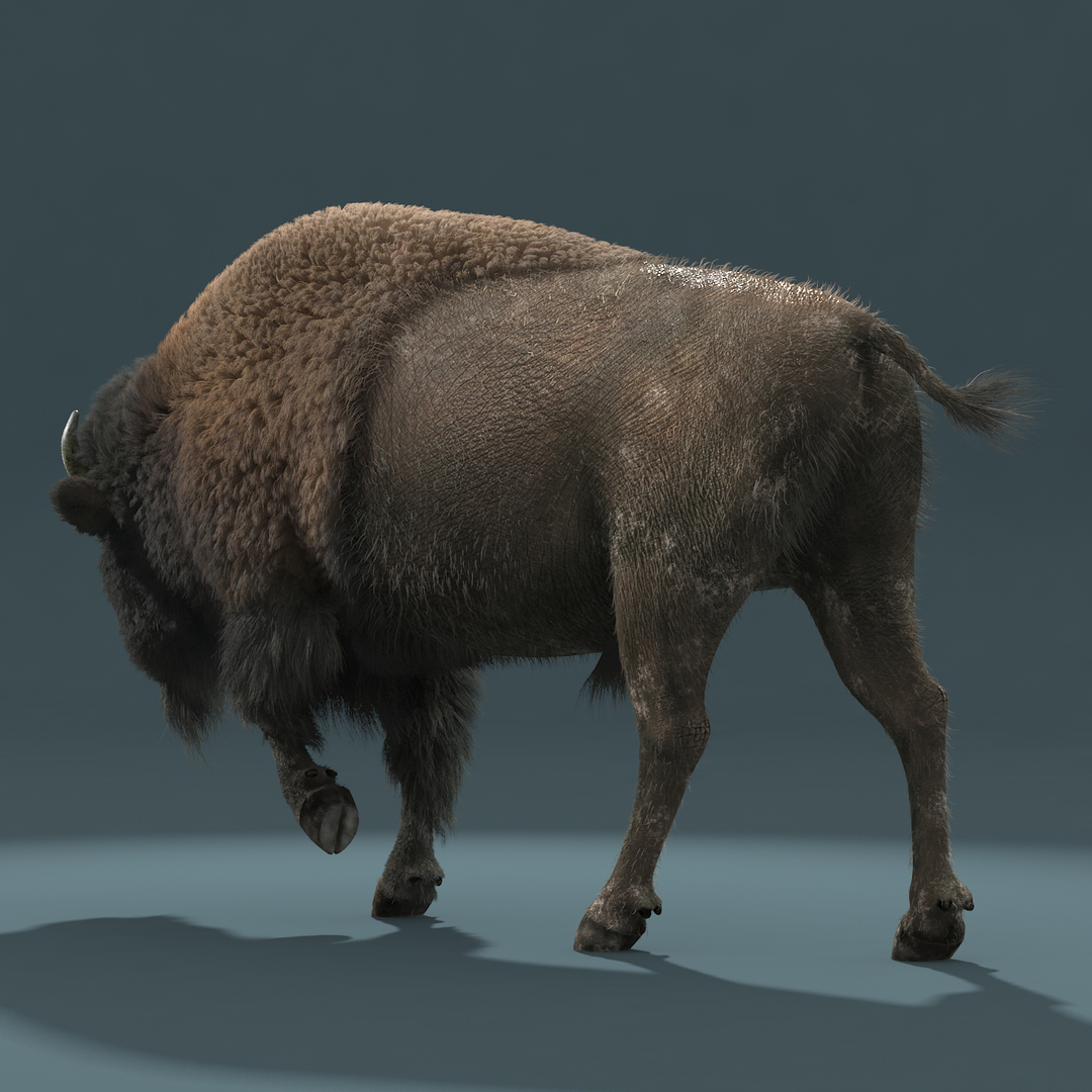 american bison fur animation 3d max