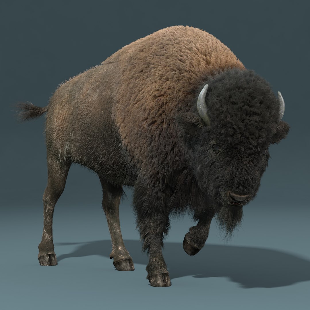 American Bison Fur Animation 3d Max