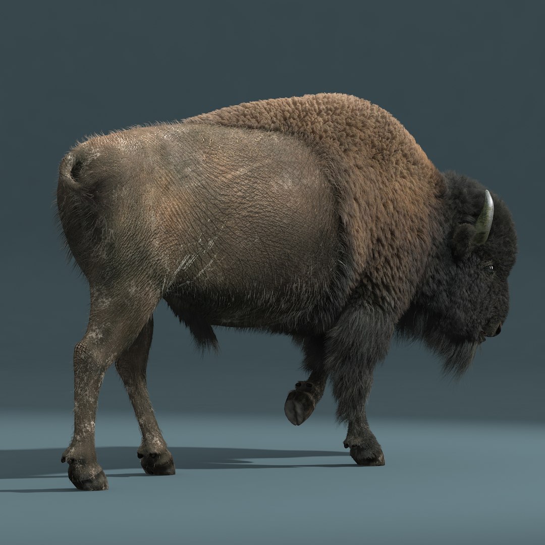 American Bison Fur Animation 3d Max