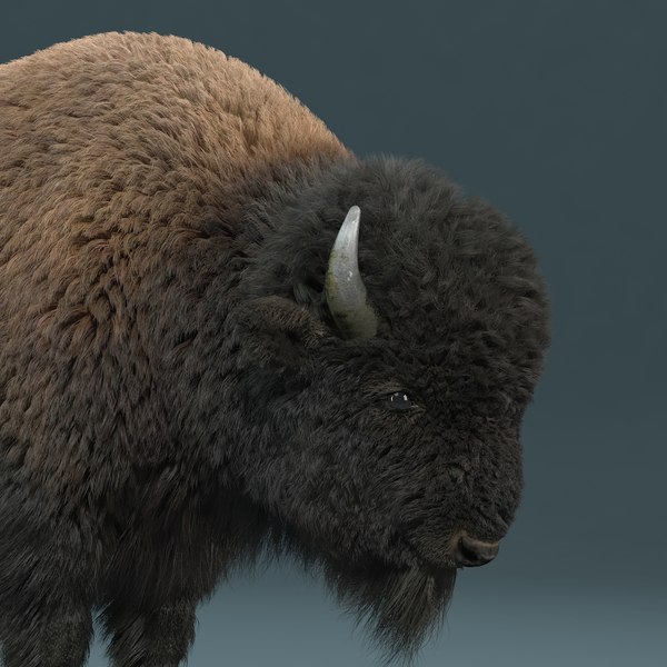 american bison fur animation 3d max