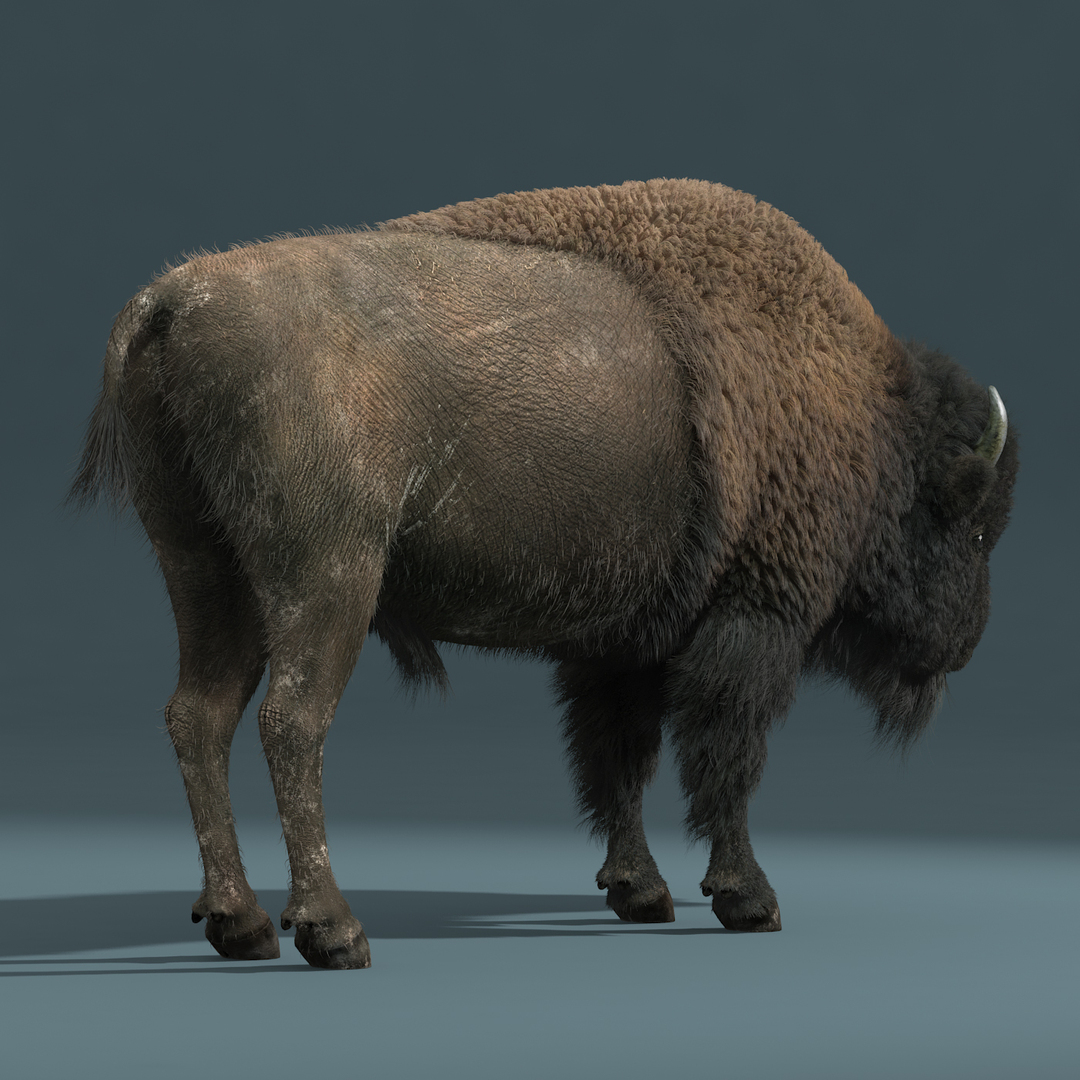 american bison fur animation 3d max