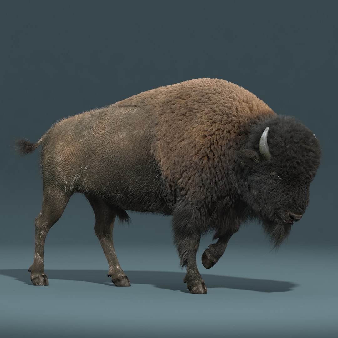 American Bison Fur Animation 3d Max