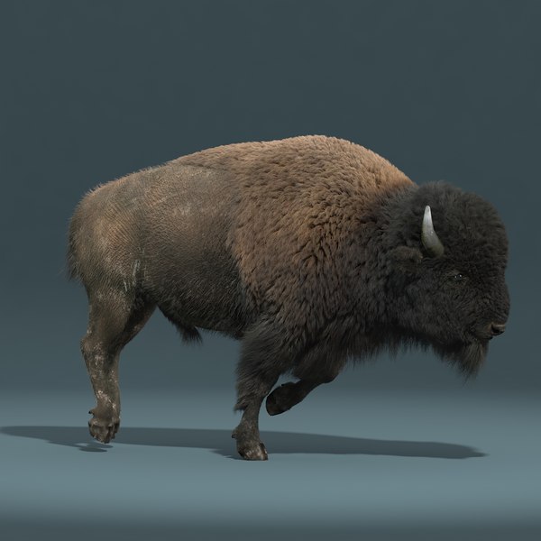 american bison fur animation 3d max