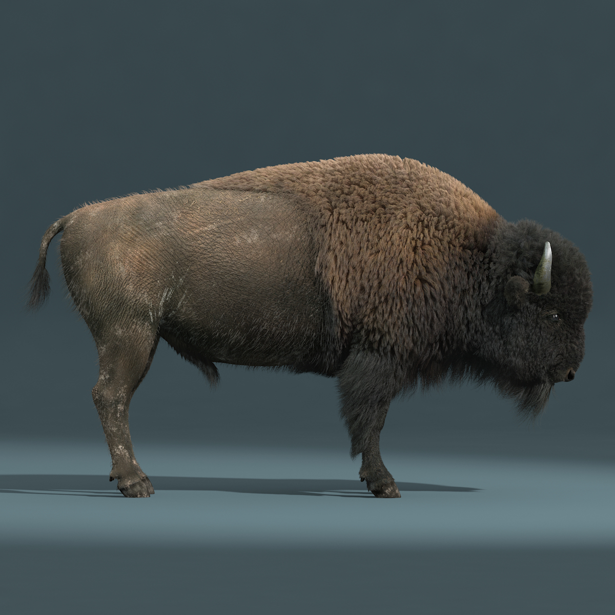 american bison fur animation 3d max