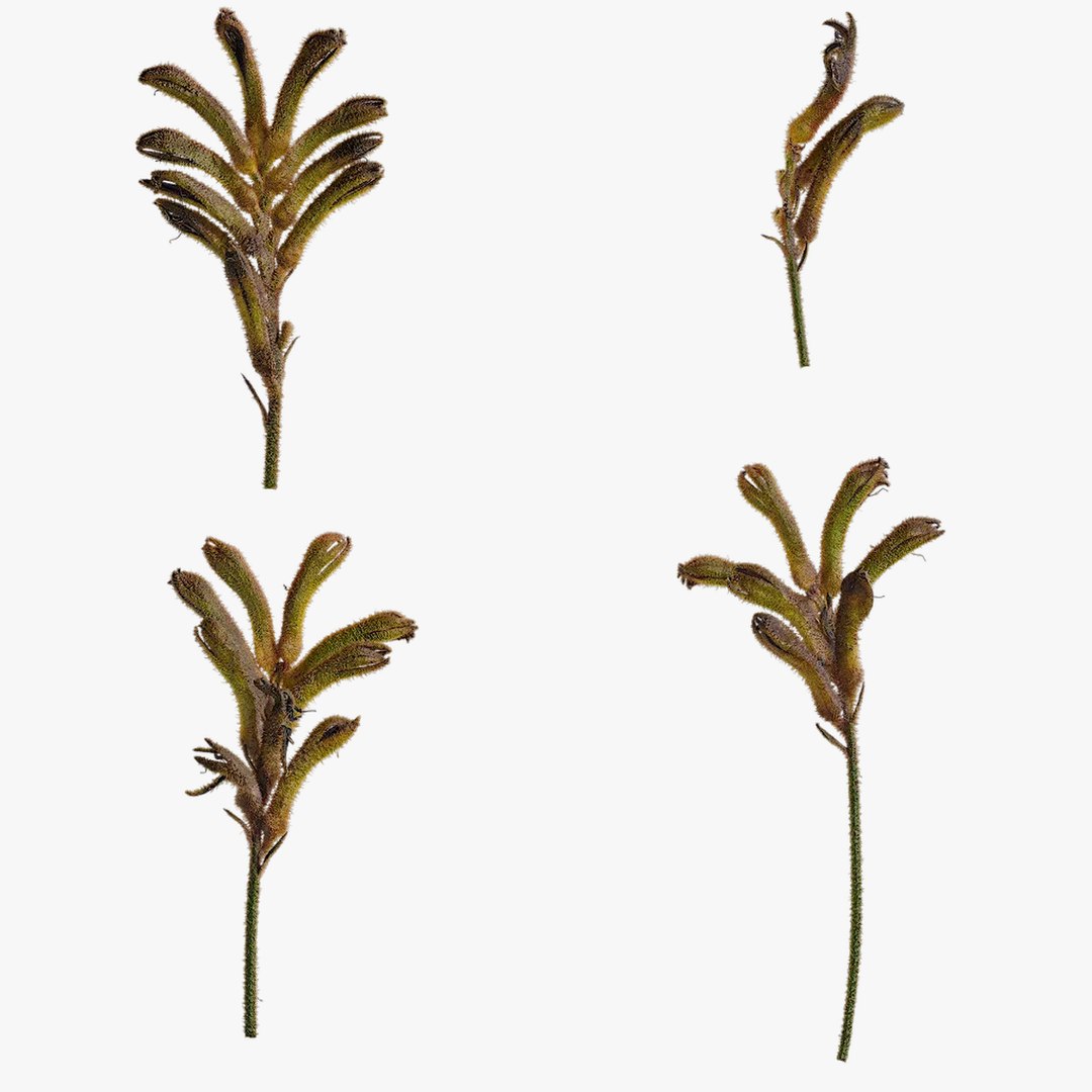 Anydrafts Anigozanthos Flavidus Atlas 08 Textures 3D - TurboSquid 2352240