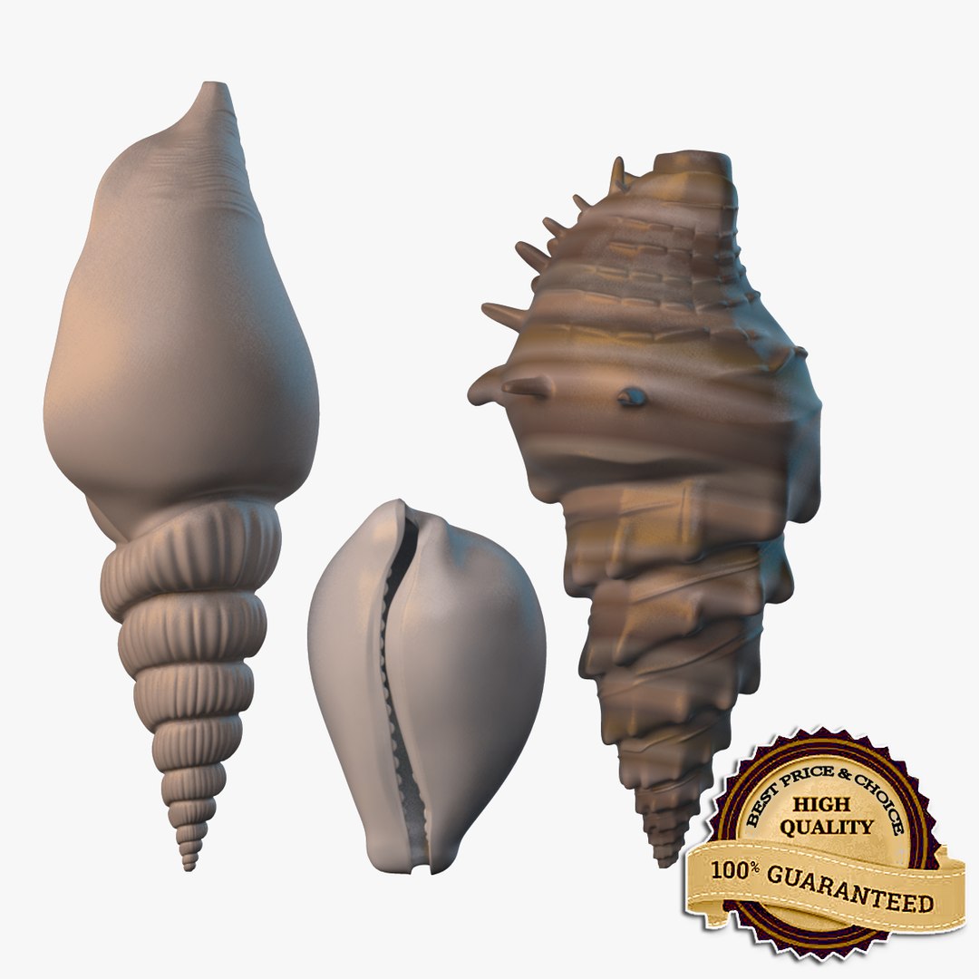 3d seashells modeled