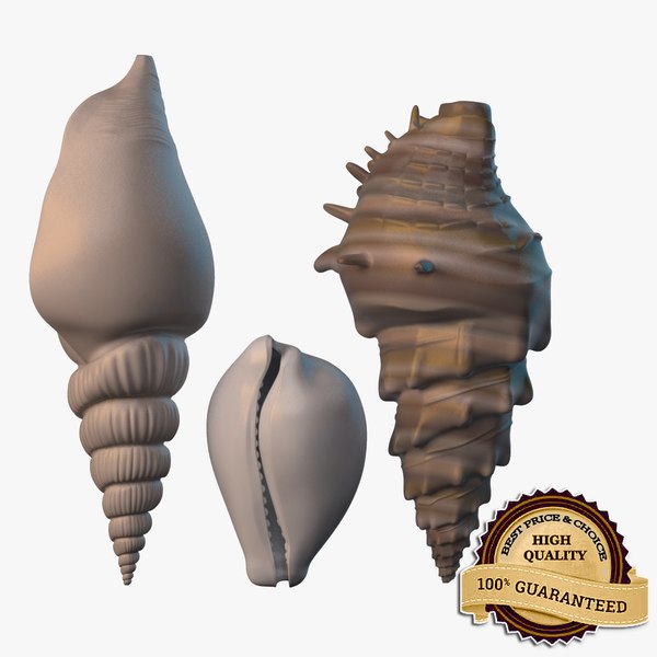 3d seashells modeled