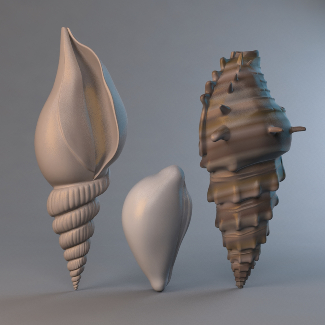 3d Seashells Modeled