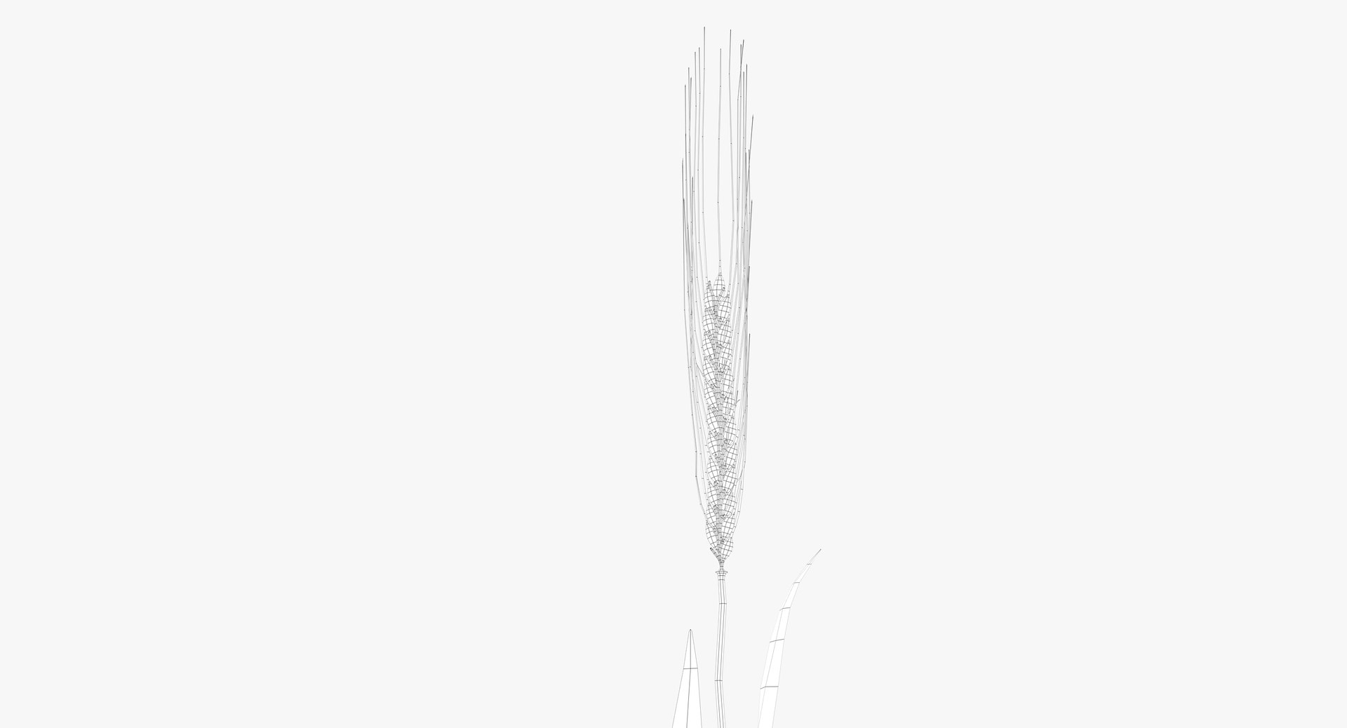 3D Barley - TurboSquid 1249997